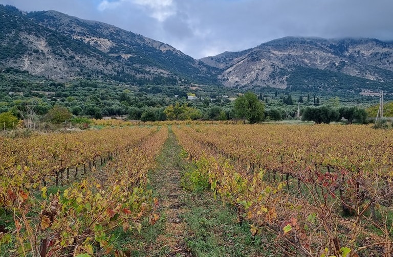 Ένα ταξίδι στη σπάνια γη της Ρομπόλας - RatPack.gr